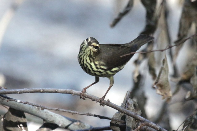 Northern Waterthrush