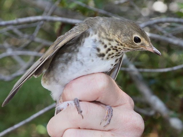 Swainson's Thrush