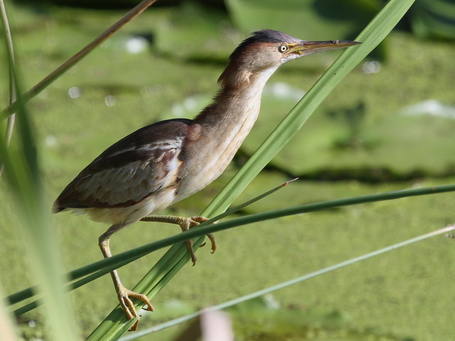 Least Bittern