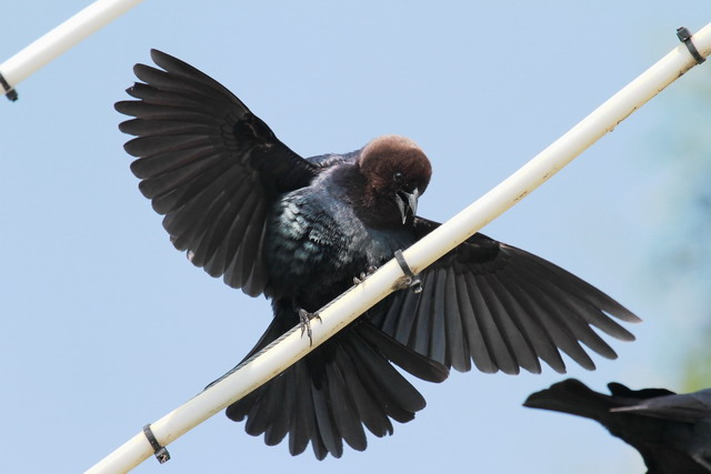 Brown-headed Cowbirds