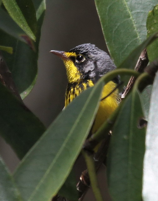 Canada Warbler
