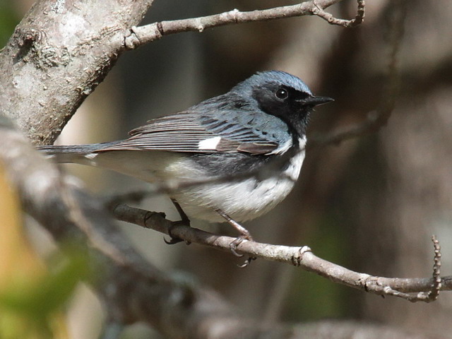Black-throated Blue Warbler