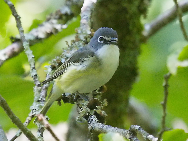 Blue-headed Vireo