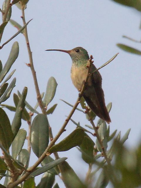 Buff-bellied Hummingbird