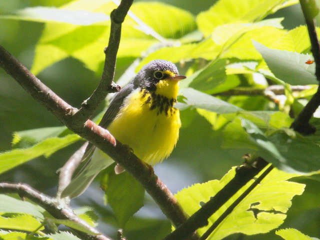 Canada Warbler