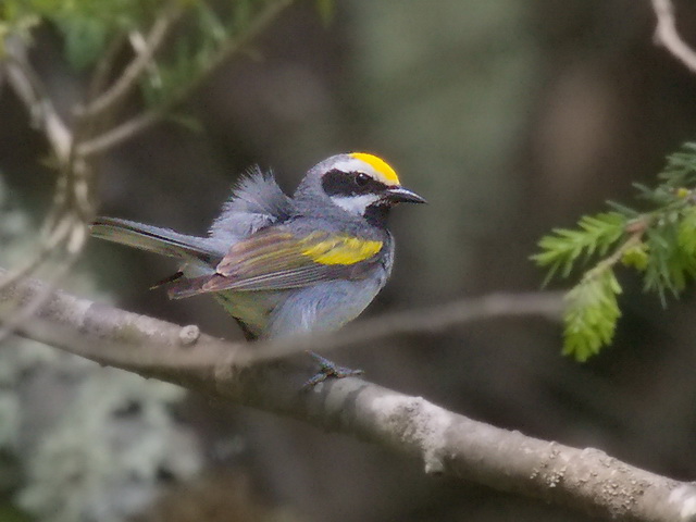 Golden-winged Warbler