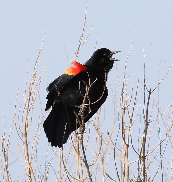 Red-winged Blackbird