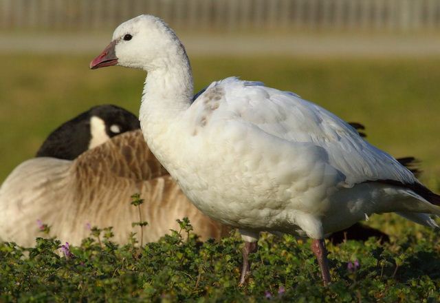 Ross's Goose (with Canada Geese)