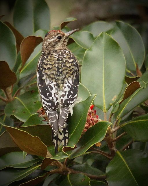 Yellow-bellied Sapsucker