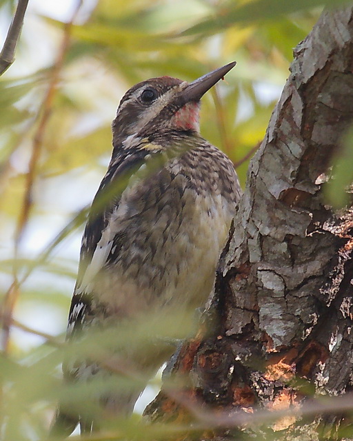 Yellow-bellied Sapsucker