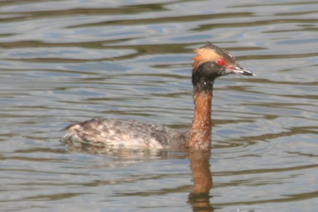 Horned Grebe