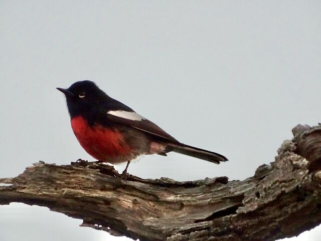 Painted Redstart