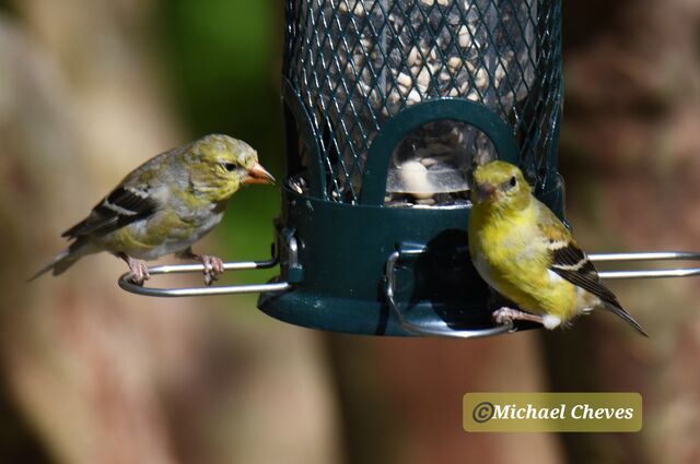 American Goldfinch