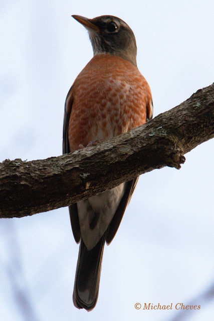 American Robin