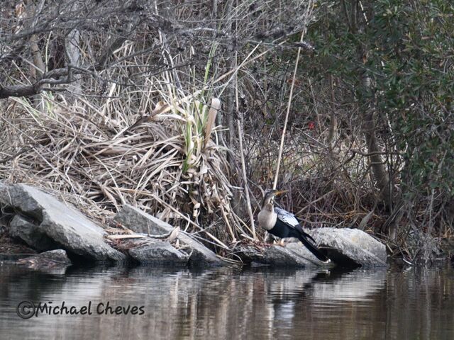 Anhinga