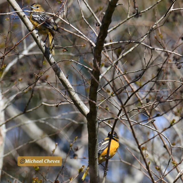 Baltimore Oriole