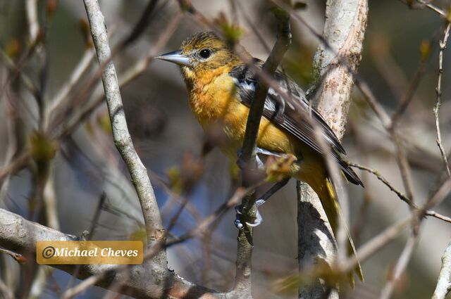 Baltimore Oriole