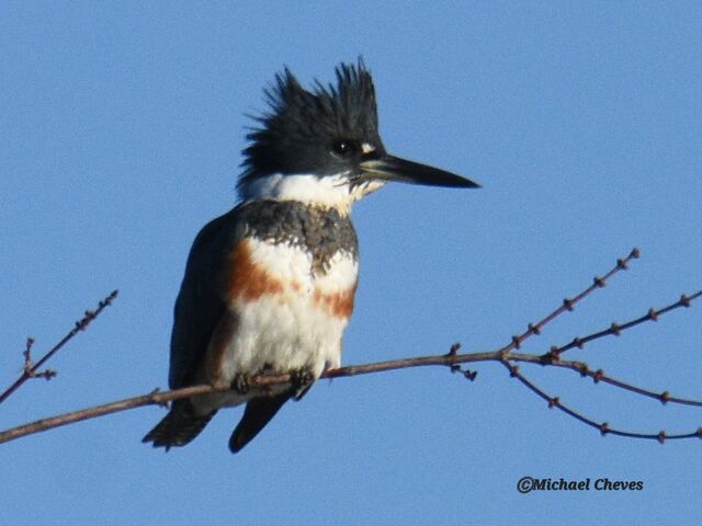 Belted Kingfisher