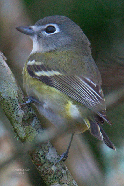 Blue-headed Vireo