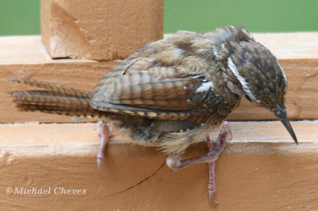 Carolina Wren