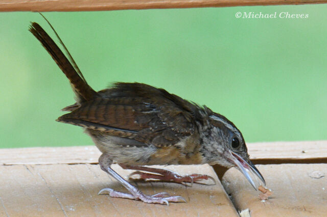 Carolina Wren
