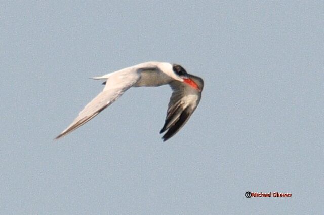 Caspian Tern