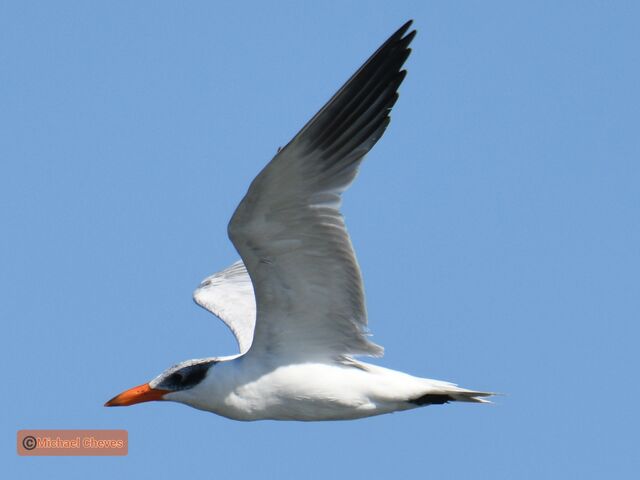 Caspian Tern