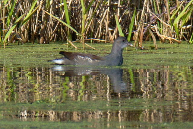 Common Gallinule