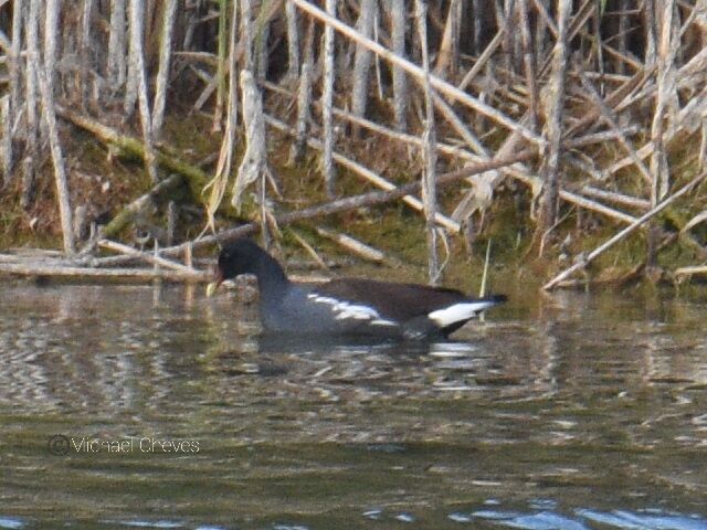 Common Gallinule