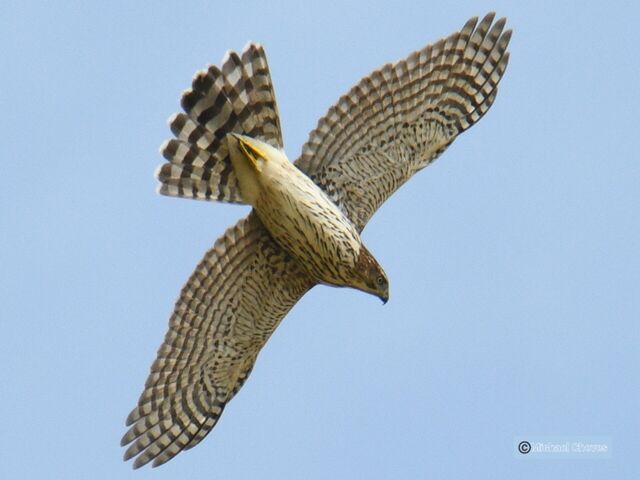 Cooper's Hawk