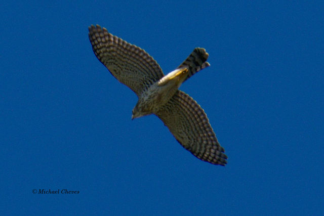 Cooper's Hawk