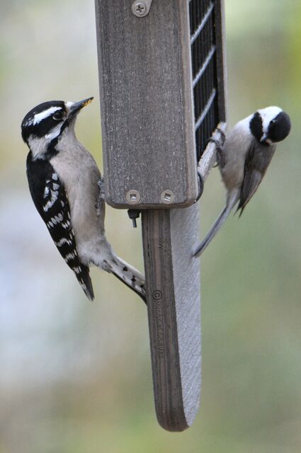 Downy Woodpecker