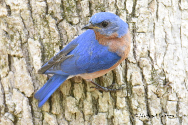 Eastern Bluebird