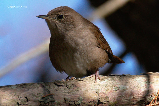 Northern House Wren