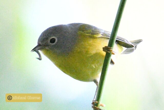 Nashville Warbler