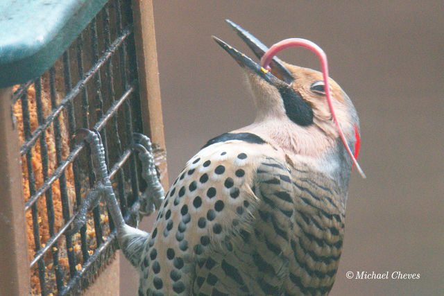 Northern Flicker
