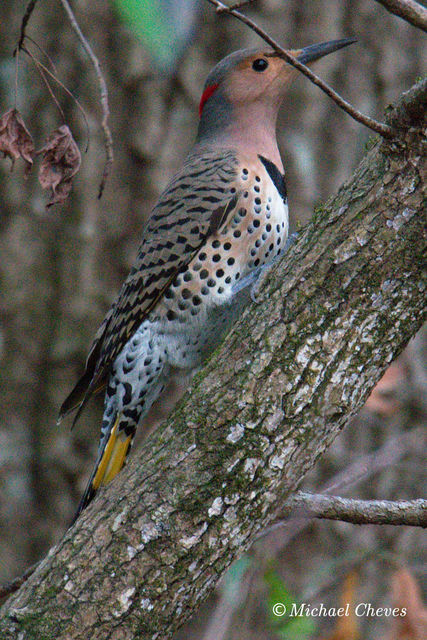 Northern Flicker