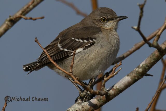 Northern Mockingbird