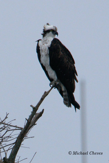 Osprey