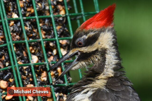 Pileated Woodpecker