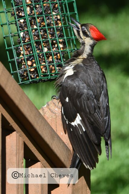 Pileated Woodpecker