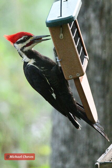 Pileated Woodpecker