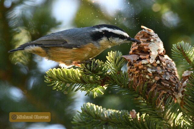 Red-breasted Nuthatch