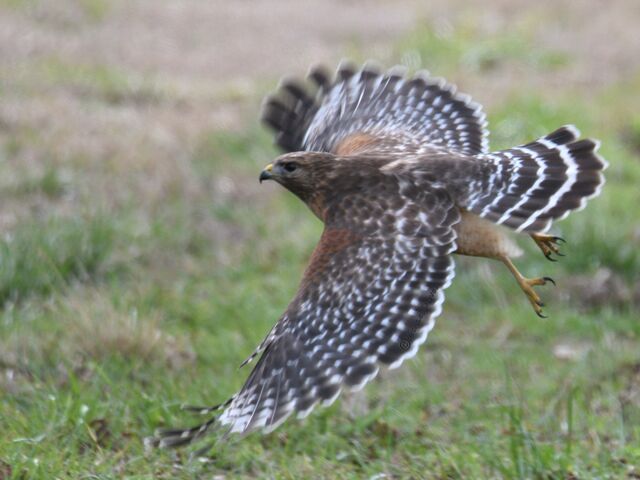 Red-shouldered Hawk