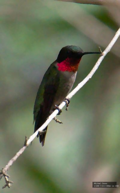Ruby-throated Hummingbird