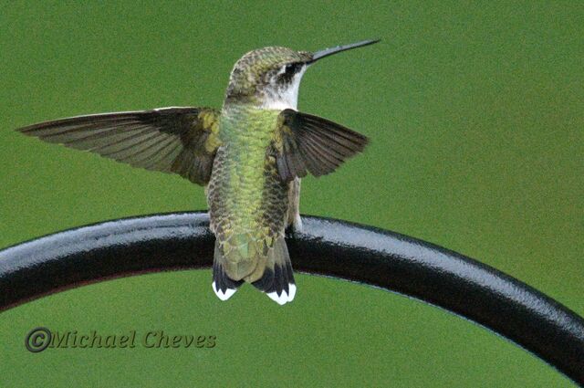 Ruby-throated Hummingbird