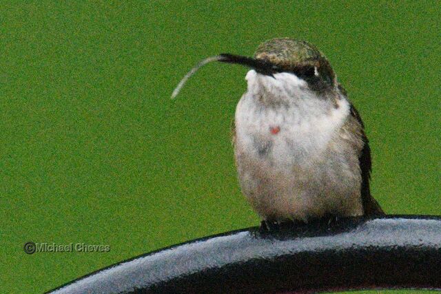 Ruby-throated Hummingbird