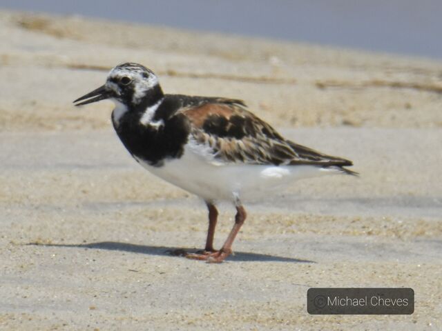 Ruddy Turnstone