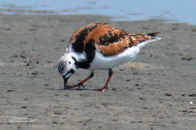 Ruddy Turnstone