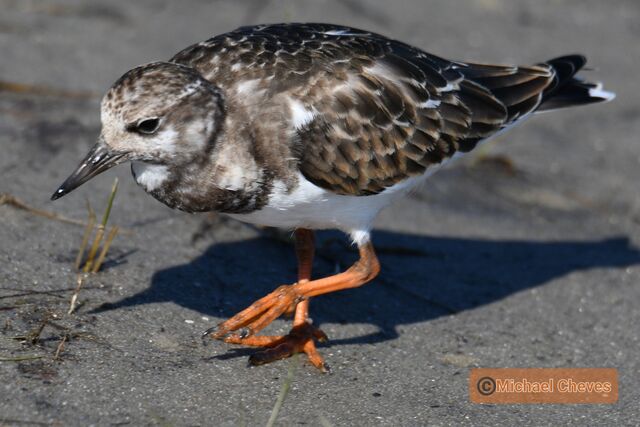 Ruddy Turnstone